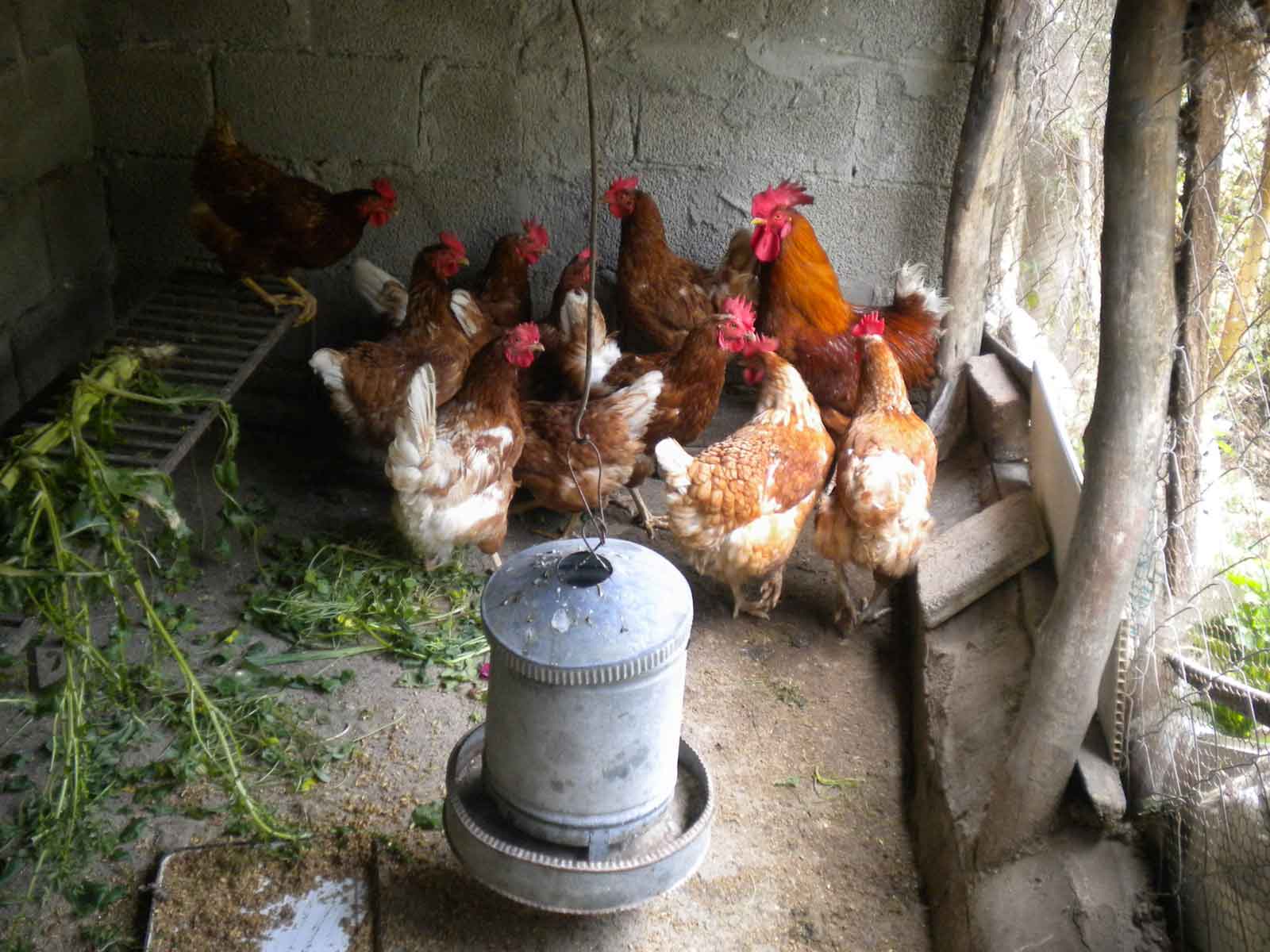 Animal Farming - Hidaya Foundation